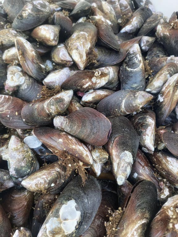 Ocean stone shellfish stock photo. Image of food, bivalvia - 355769088