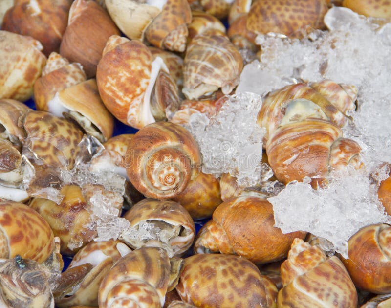 Shellfish Blood Cockles stock image. Image of shell, color - 26481191