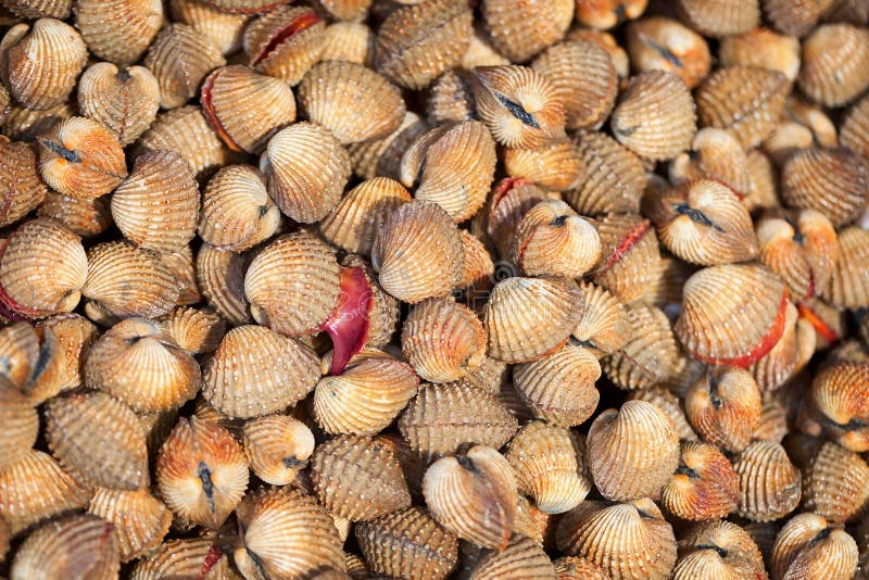 Shellfish Blood Cockles - Edible Background Stock Photo - Image of food ...