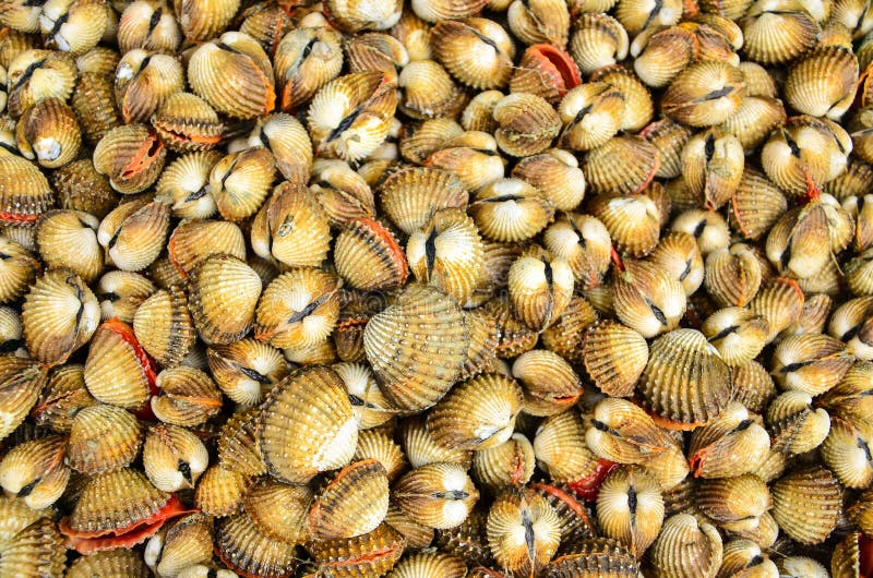 Shellfish Blood Cockles - Edible Background Stock Image - Image of ...