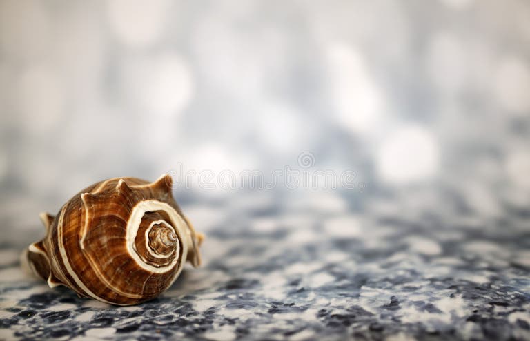 Shellfish on blue stock photo. Image of summer, space - 311782674