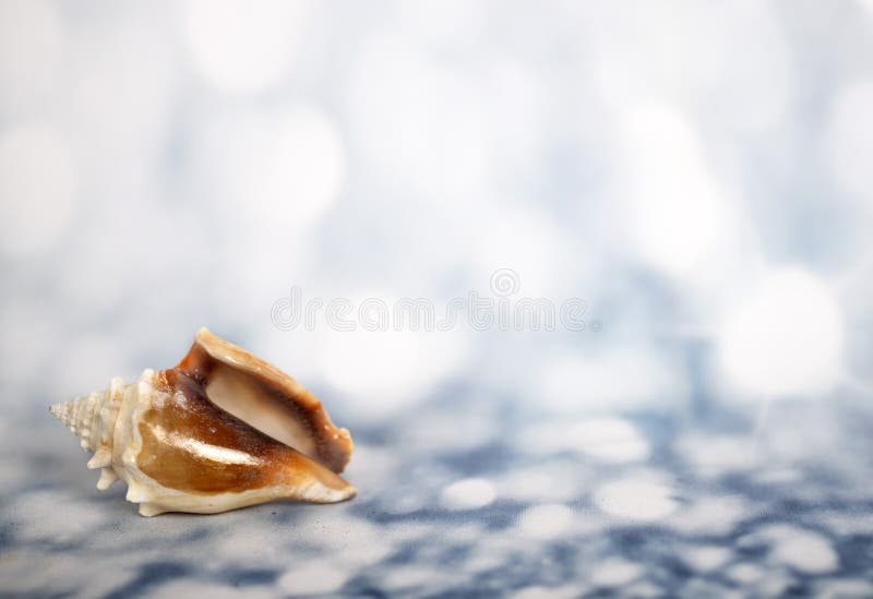 Shellfish on blue stock image. Image of white, coral - 312728725