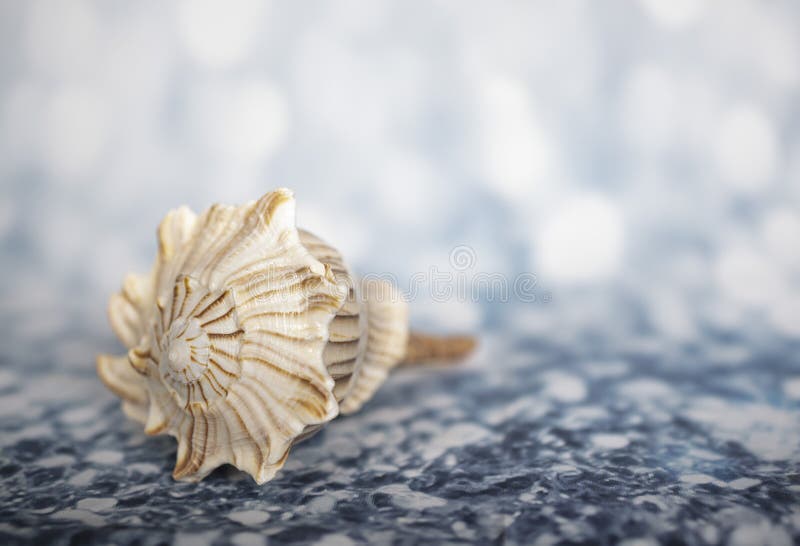 Shellfish on blue stock photo. Image of summer, marine - 313491452