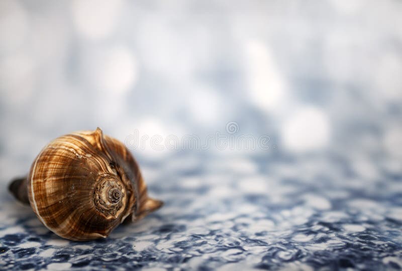 Shellfish on blue stock photo. Image of holiday, marine - 313491454