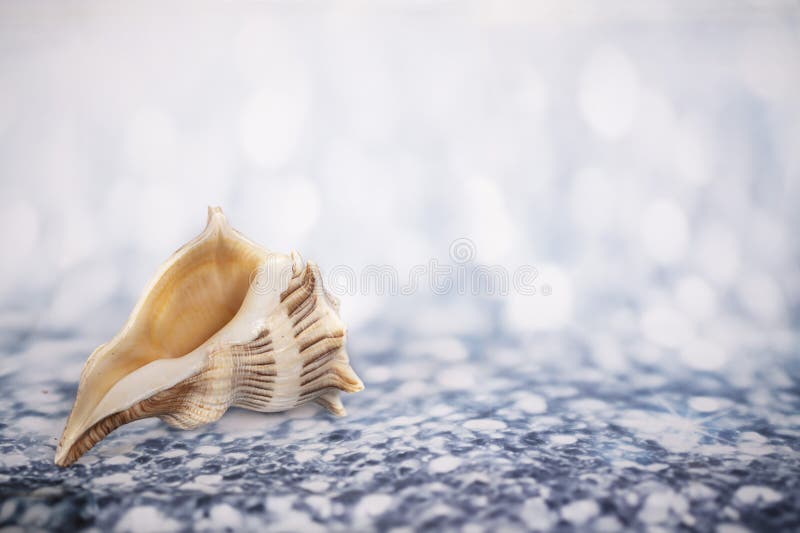 Shellfish on blue stock image. Image of slate, shell - 314685605