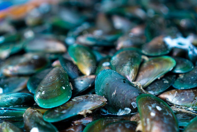 Shellfish stock photo. Image of beautiful, underwater - 88644240