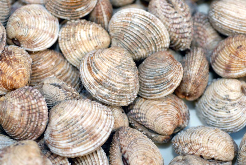 Fresh Praires in Close Up stock photo. Image of shellfish - 149362480