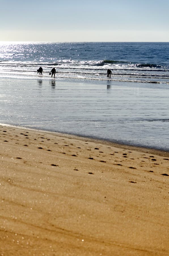 Shellfish catching stock photo. Image of river, algarve - 37646544