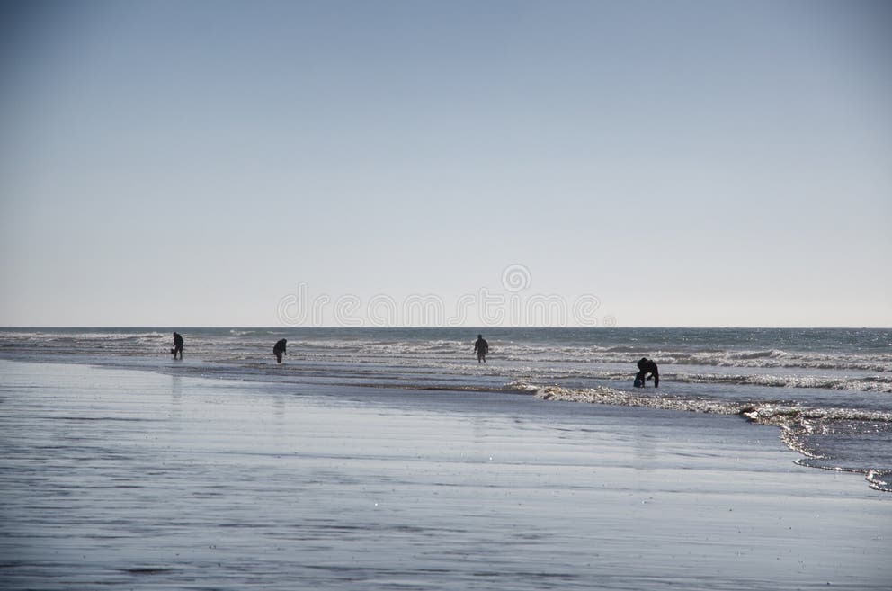 Shellfish catching stock photo. Image of reflection, landscape - 37648476