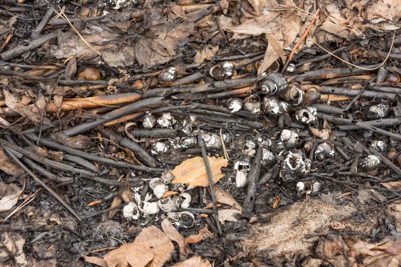 Shellfish Clams in the Forest Lie on Needles and Ashes after a Fire ...