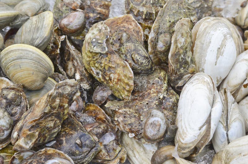 Shellfish stock photo. Image of fresh, oyster, shelled - 32407378