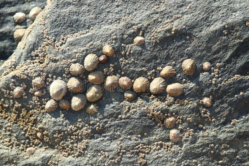 Shellfish clinging to rock stock image. Image of outdoor - 58075205