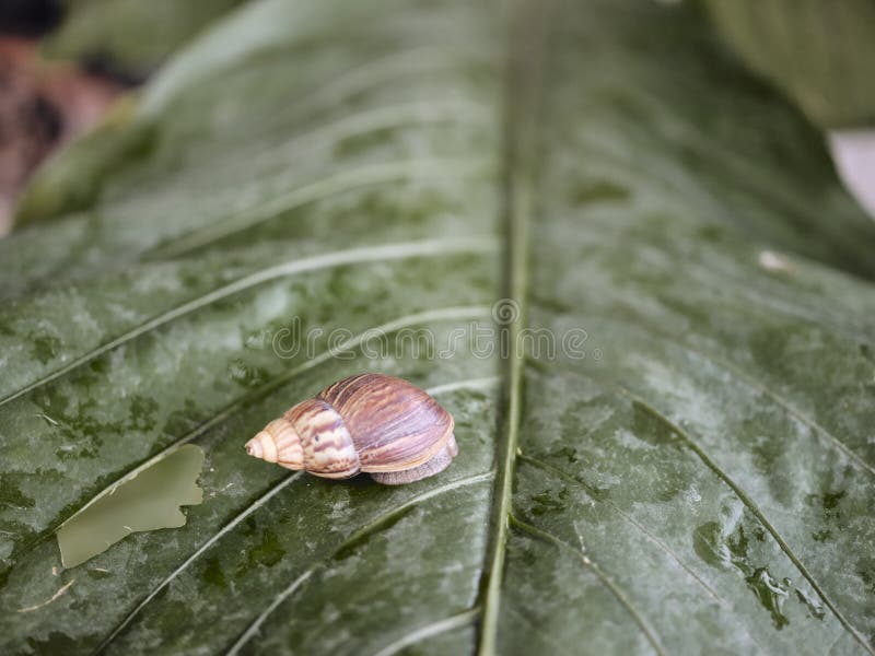 Shellfish on the Colors of the Tropical Leaves Stock Photo - Image of ...