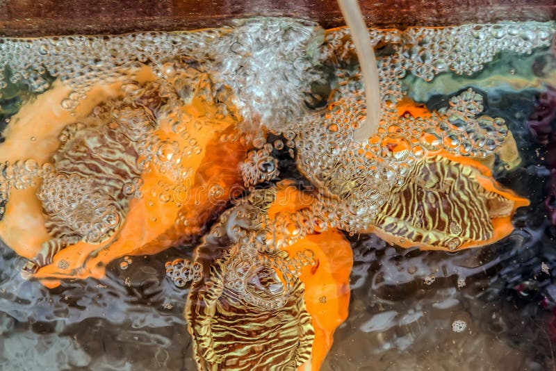 Shellfish Conch Scallop Seashell Shell Stock Image - Image of scallop ...