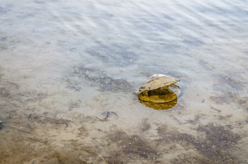Shells on the Shores of the Danube River. Stock Photo - Image of ...
