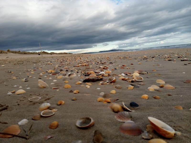 Shellfish and Crustaceans on the Abandoned Beach Stock Image - Image of ...