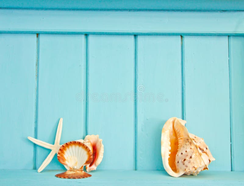 Shellfish Decoration of the Sea Stock Image - Image of shell, decorate ...