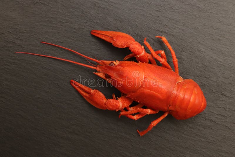 Shellfish delicious lunch. stock image. Image of lobster - 212422019