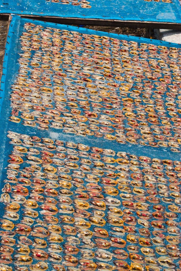 Shellfish dried in the sun stock photo. Image of preserved - 26955844