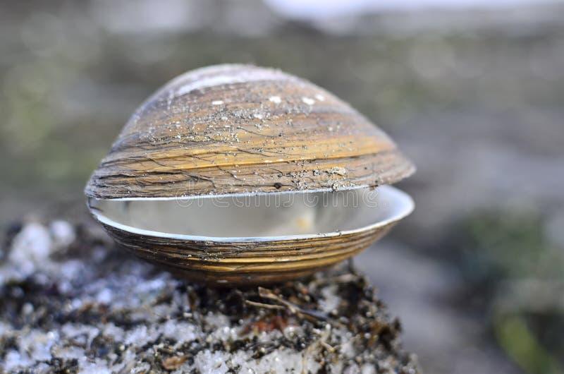 Shellfish stock photo. Image of nature, empty, shells - 51876696