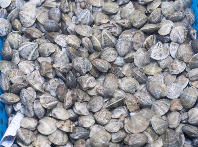 Shellfish in fish market stock photo. Image of display - 79966602