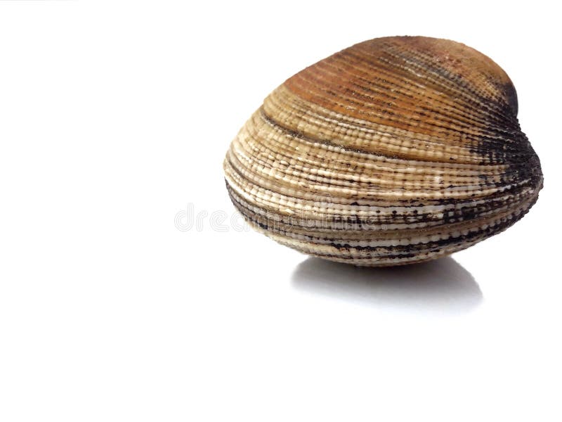 Common white stock image. Image of single, cusine, shells - 124820335