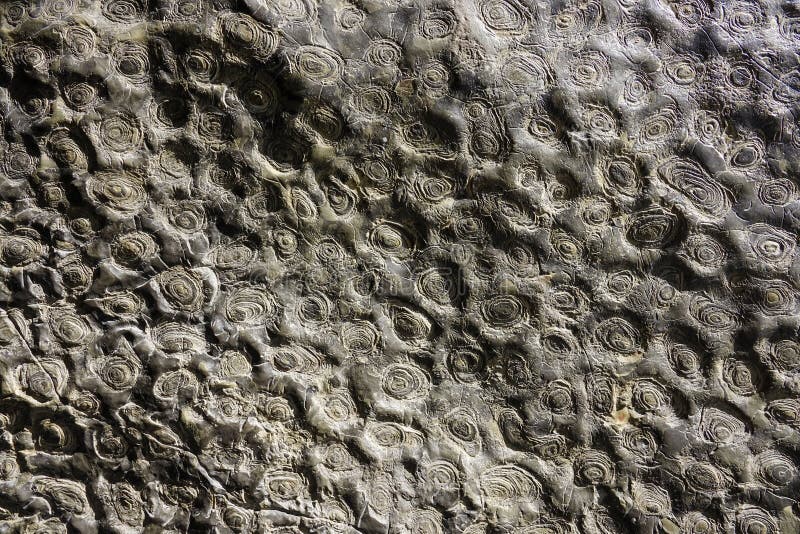 Ancient shellfish fossil stock image. Image of shellfish - 26746845