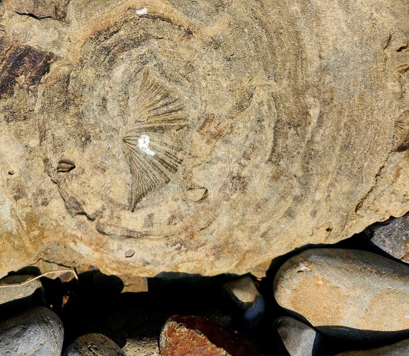 Shellfish Fossil at Fossil Island, Tasmania Stock Image - Image of ...