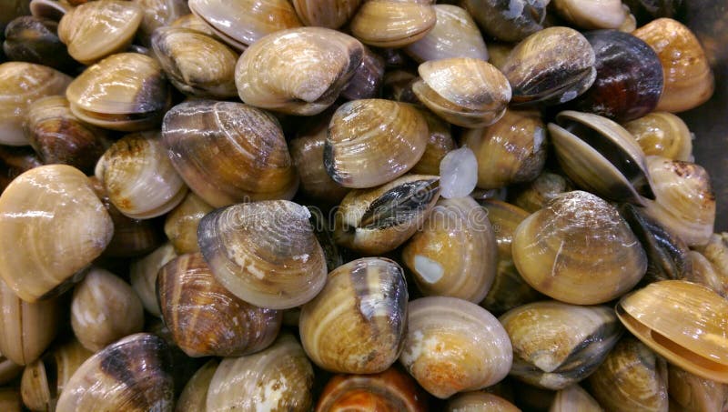 Shellfish Fresh stock photo. Image of shellfish, soup - 57272782