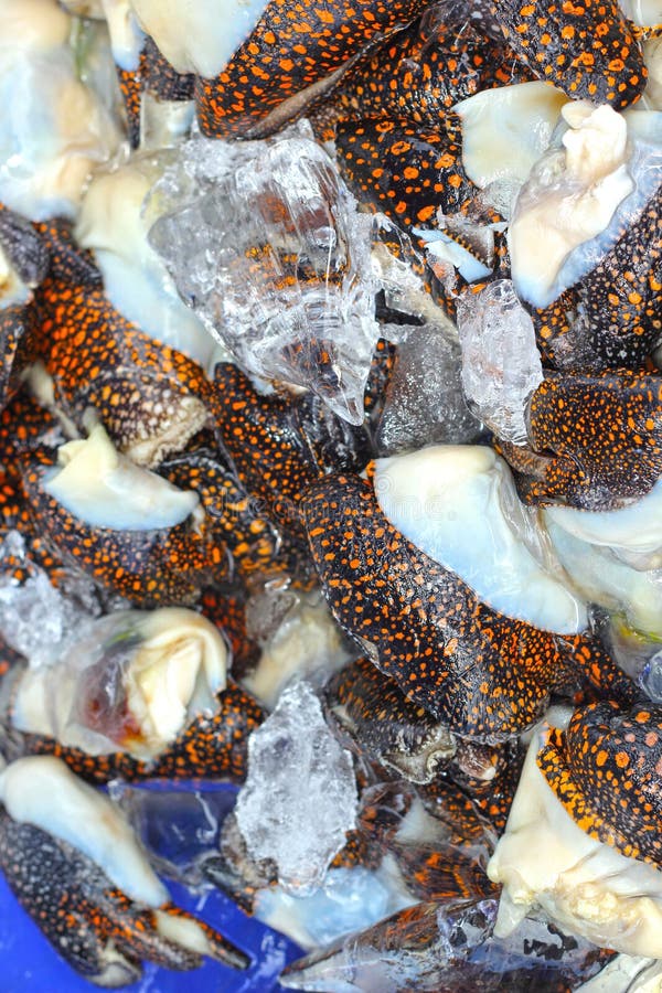 Shellfish Fresh on the Market. Stock Photo - Image of mollusk, closeup ...