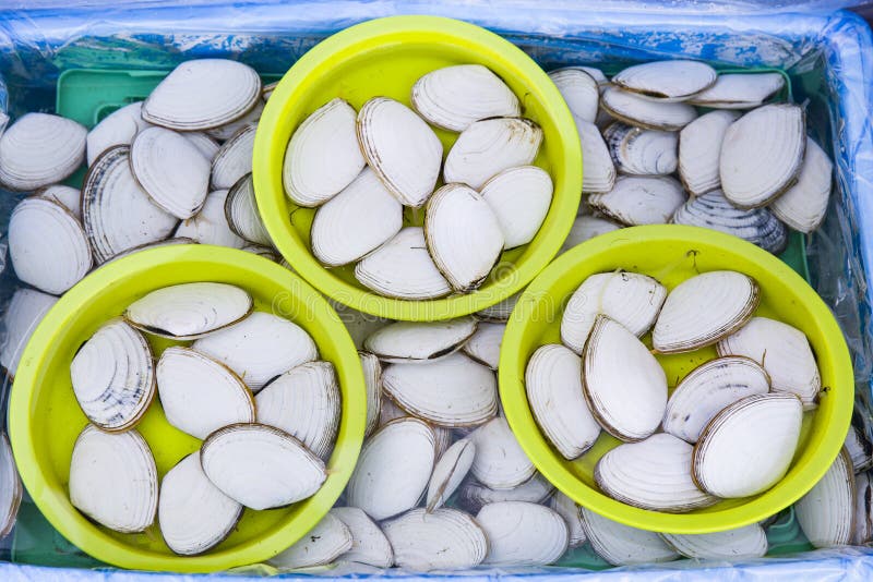 Shellfish in a Fresh Seafood Market Stock Photo - Image of market ...