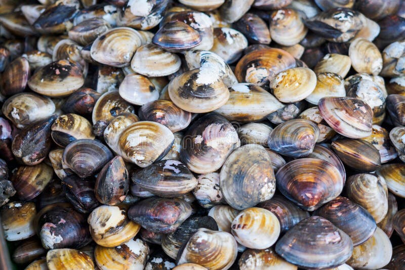 Shellfish in Fresh Seafood Market Stock Photo - Image of saltwater ...