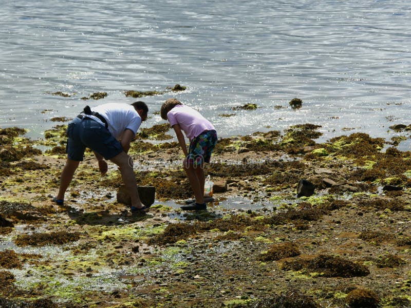 Shellfish in Galicia editorial stock image. Image of feeding - 52065809