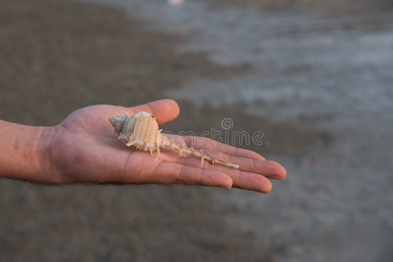 Shellfish on hand. stock image. Image of coast, beauty - 89828743