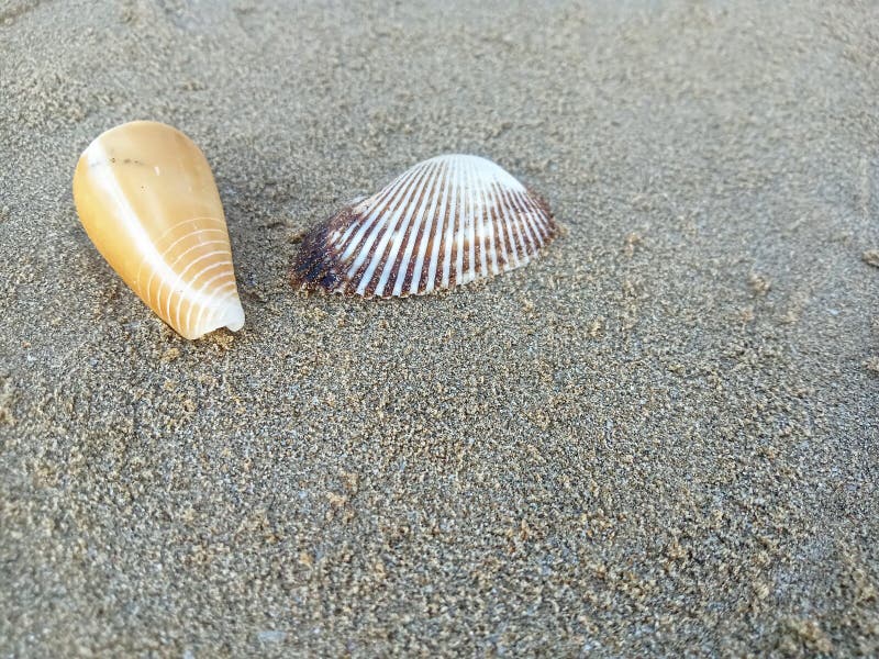 Shellfish are invertebrate stock image. Image of shellfish - 277961585