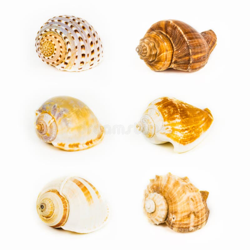Shellfish on Isolated White Background Stock Image - Image of pattern ...