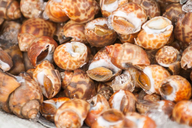 Shellfish stock photo. Image of meat, shell, scan, slimy - 33874076