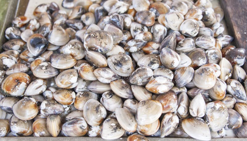 Shellfish stock photo. Image of appetizer, diet, mussels - 50645916