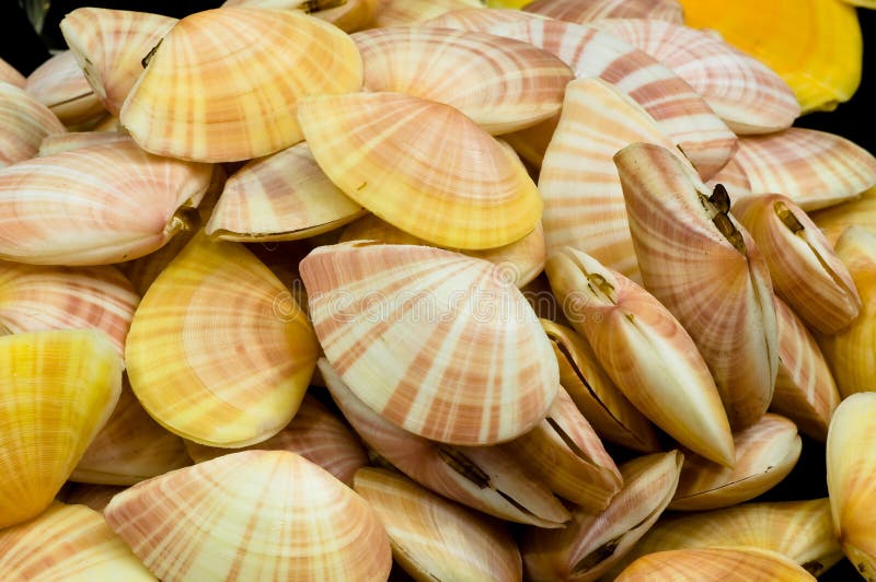 Shellfish,mollusk stock image. Image of shape, luxury - 16152807