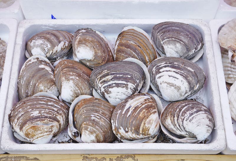 Shellfish in the Morning Market. Stock Photo - Image of brown, tropical ...