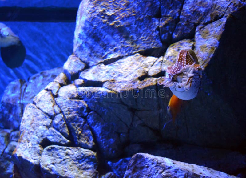 Shellfish stock image. Image of marine, blue, wildlife - 100258849