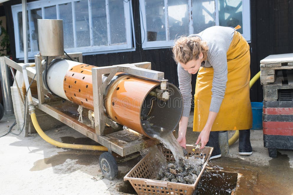 Shellfish Oysters Cleaning Process Stock Photo - Image of fish, woman ...