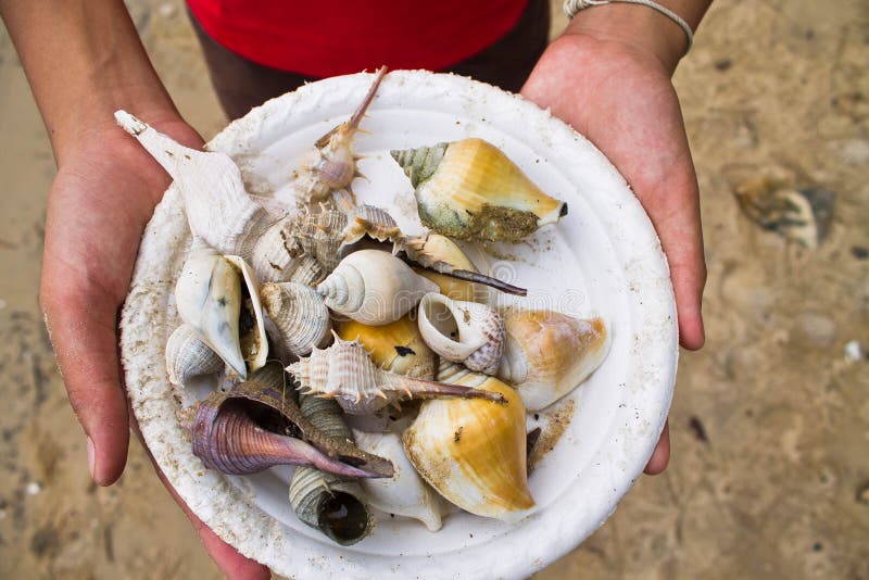 Shellfish stock photo. Image of shellfish, color, snail - 33086530