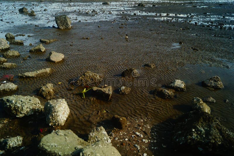 Shellfish and Reef Landscape on the Beach Stock Photo - Image of scenic ...