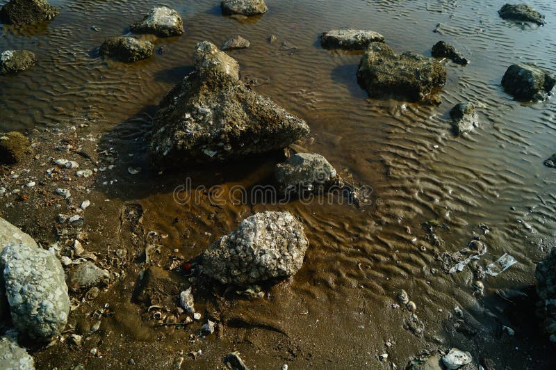 Shellfish and Reef Landscape on the Beach Stock Photo - Image of beach ...
