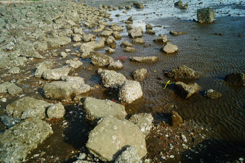 Shellfish and Reef Landscape on the Beach Stock Image - Image of shell ...