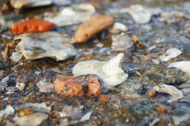 Shellfish and Reef Landscape on the Beach Stock Photo - Image of beach ...