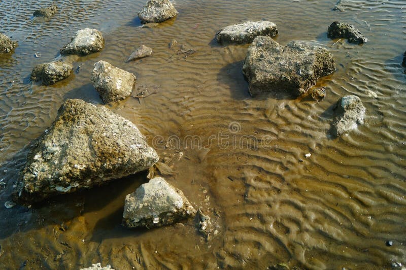 Shellfish and Reef Landscape on the Beach Stock Photo - Image of ...