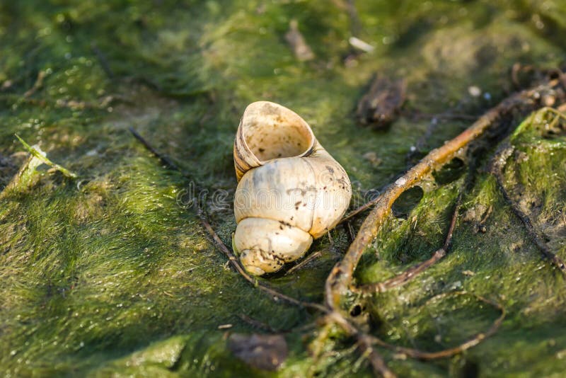 Shellfish River Snail on Grass Stock Image - Image of river, natural ...