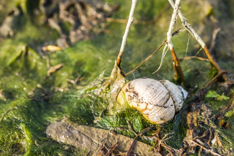 Shellfish River Snail on Grass Stock Photo - Image of beauty, grass ...